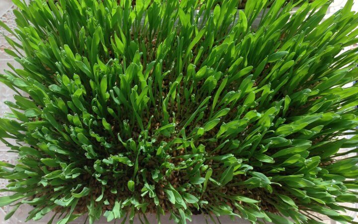 Barley Grass Juice - Sustainable Yum