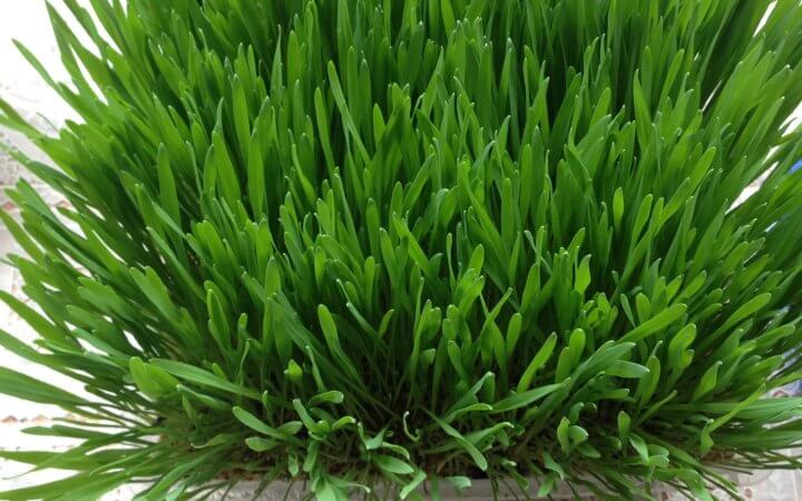 Barley Grass Juice - Sustainable Yum